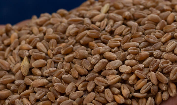 Takoradi Flour Mill | Home of Ghana's finest flour